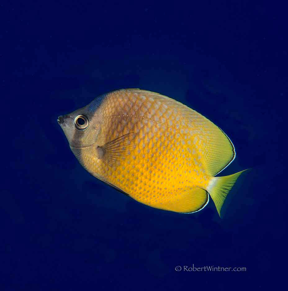 blacklip-light-Enenue - Snorkel Bob's