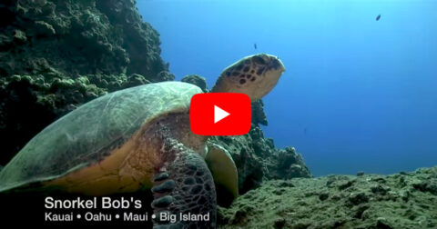Snorkel Gear Rentals & Hawaii Activities | Snorkel Bob's