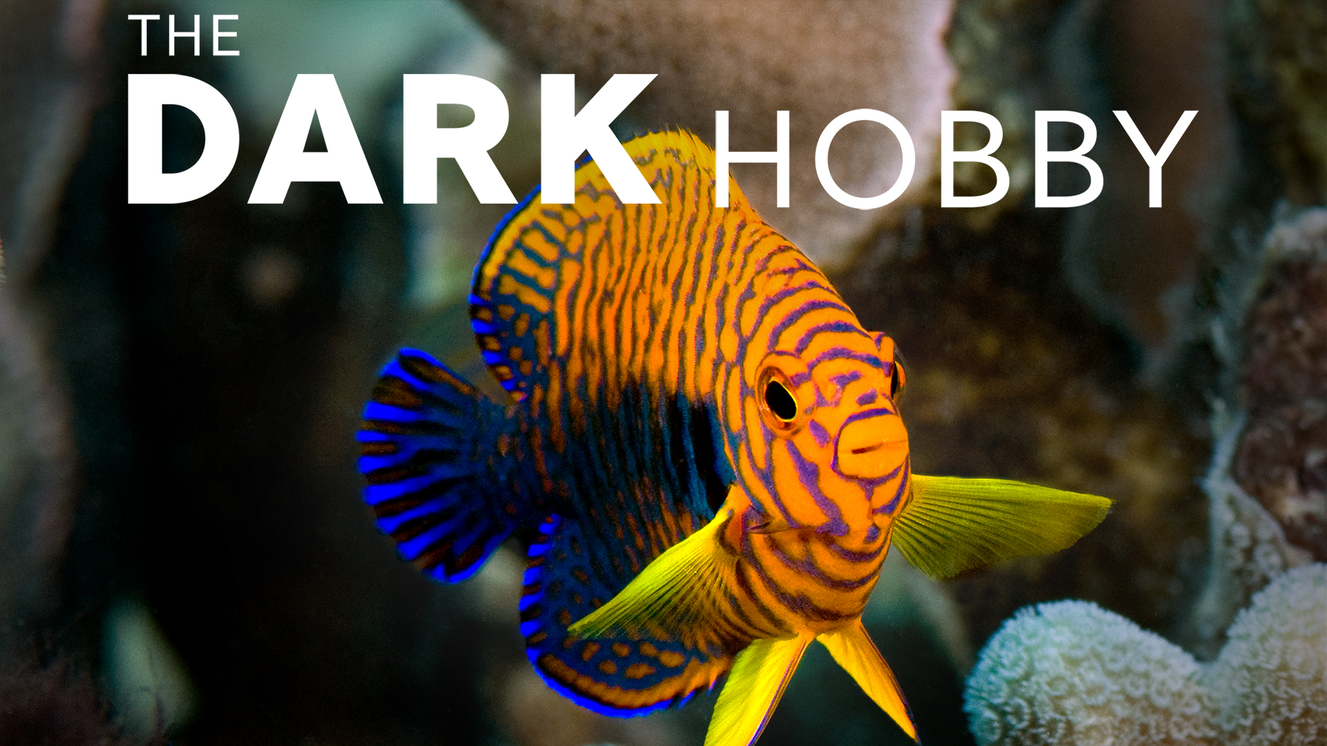 TheDarkHobby_1920x1080 - Snorkel Bob's